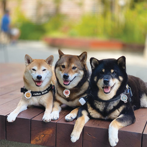 Aegis Bug-Off Clip: How it Stands Out from the Pack– AEGIS PET